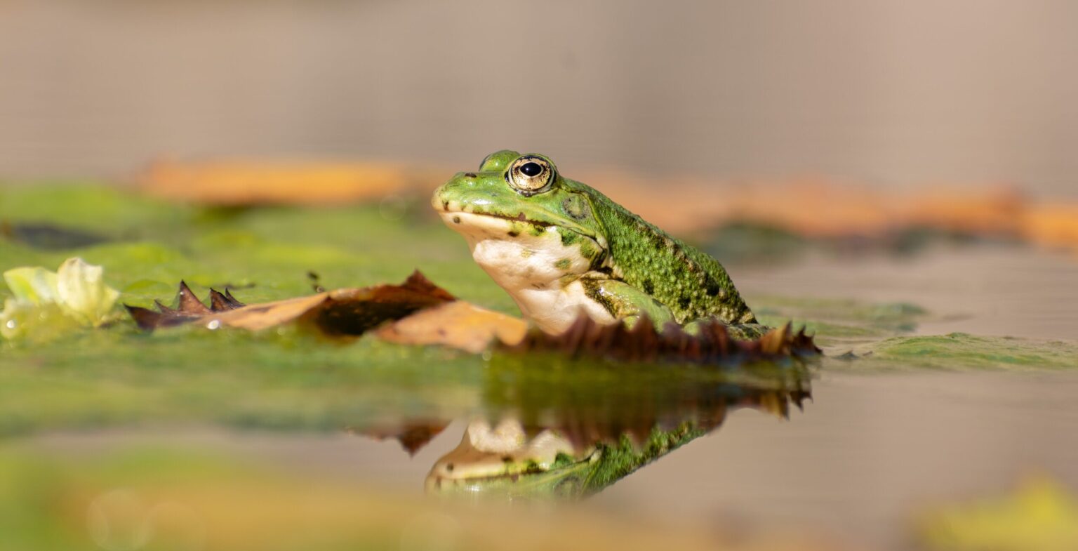 What is a simile? Meaning, definition and examples | DoodleLearning