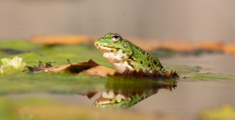 What is a simile? Meaning, definition and examples | DoodleLearning