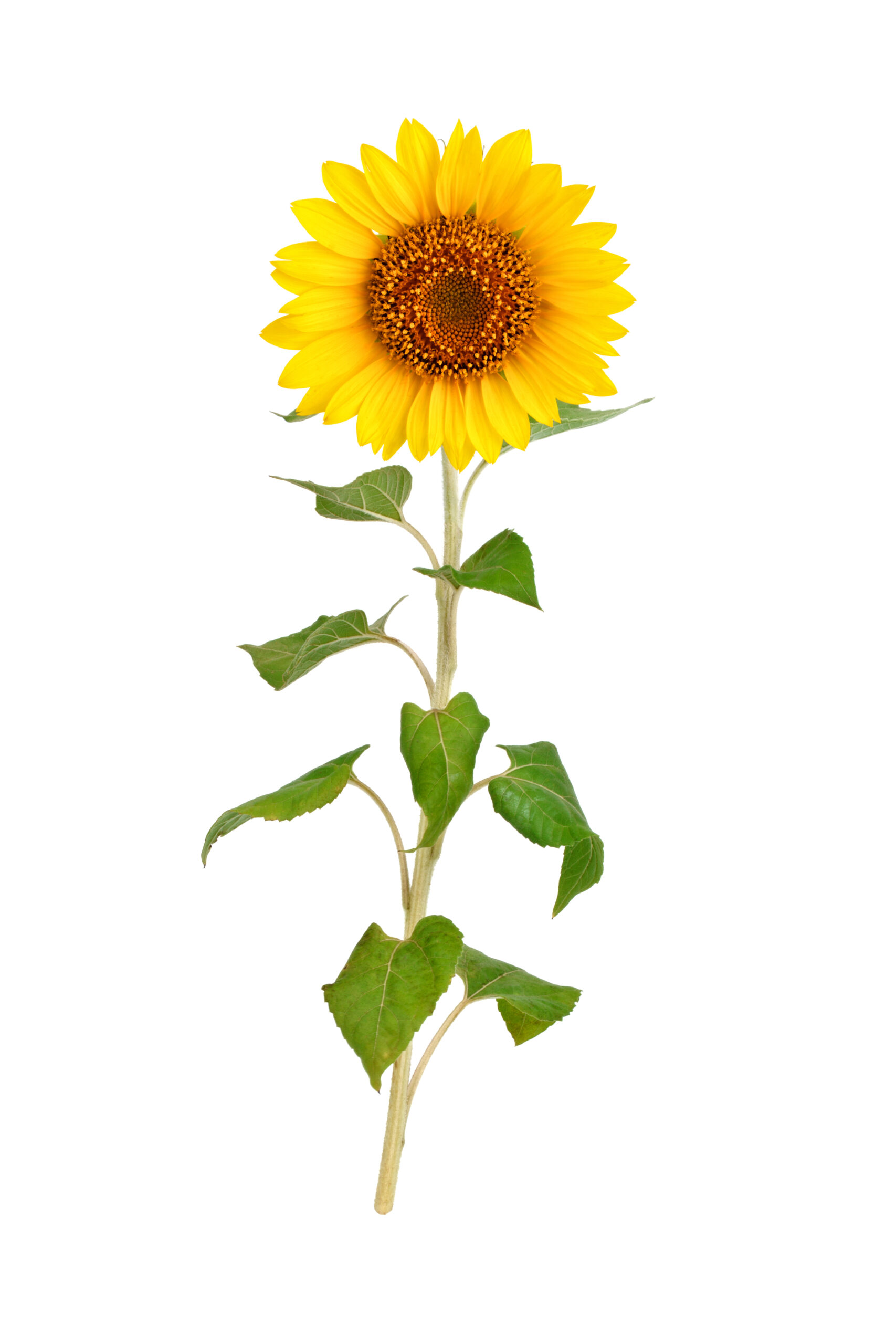 Ruler measurements | DoodleLearning